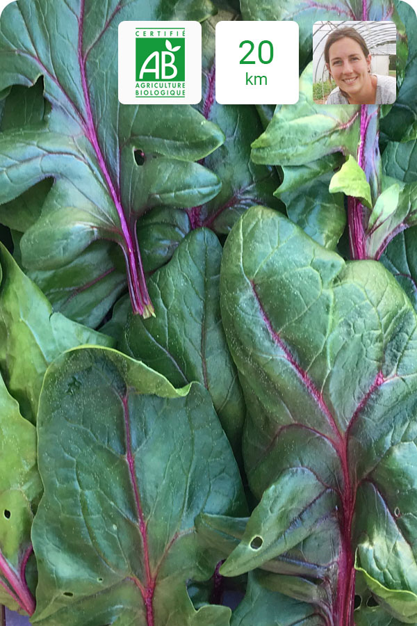 Jeunes pousses d'Epinards rouge bio - 150 g - Loiret - Lioca